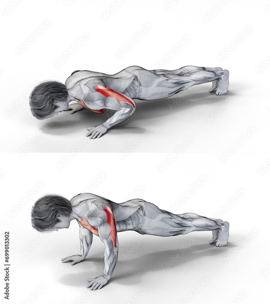 040 Classic Push-Up. 3D Anatomy of fitness and bodybuilding. An ...