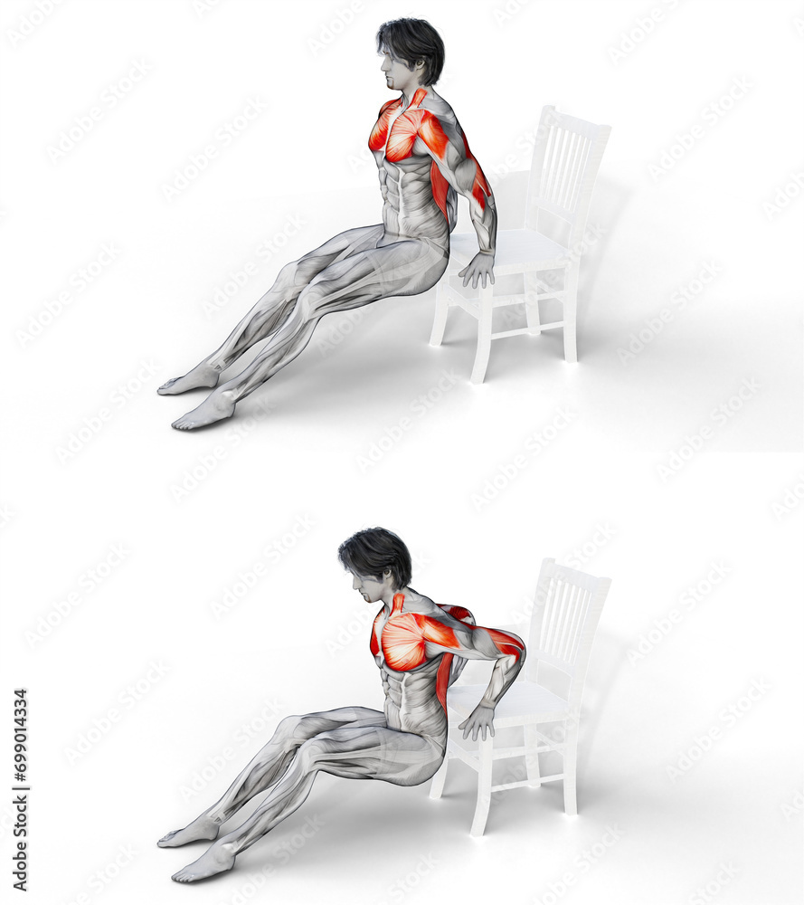 083 Dip on Floor with Chair. 3D Anatomy of fitness and bodybuilding. An ...