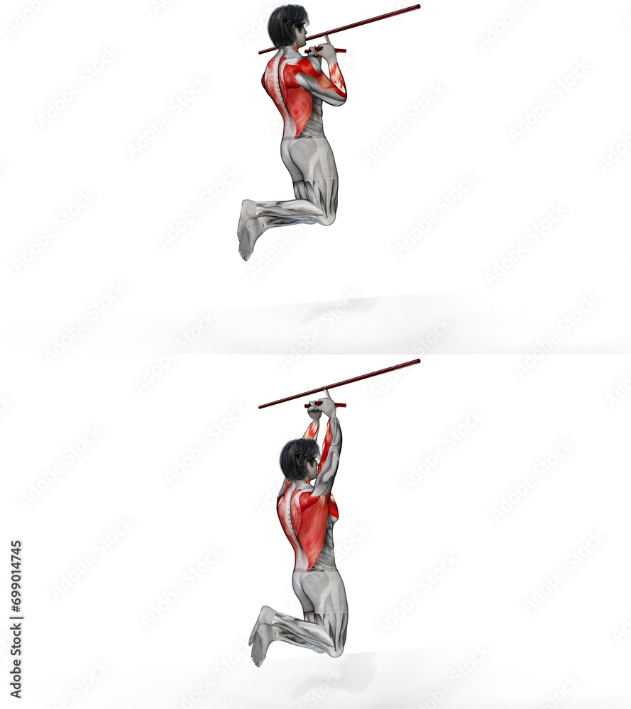 099 Chin-Up Variations hands closed. 3D Anatomy of fitness and bodybuilding. An outstanding ...