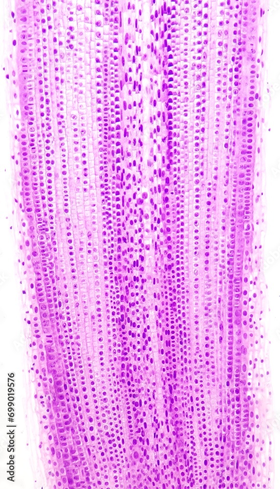 Elongation and cell division zone of Allium root cell. Monocot root ...