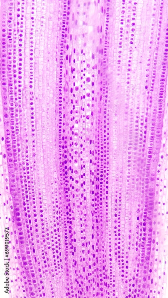 Elongation and cell division zone of Allium root cell. Monocot root ...