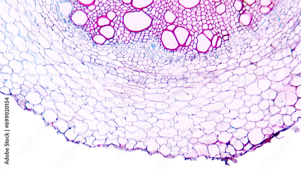 Sunflower (Helianthus sp) old root cross section. Dicot root histology ...