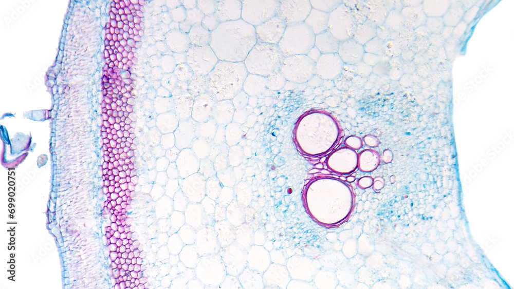 Xylem tissue of sunflower (Helianthus sp) root. Cross section of dicot ...