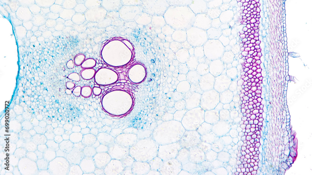 Xylem tissue of sunflower (Helianthus sp) root. Cross section of dicot ...