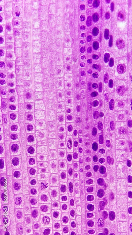 Cell division on Allium sp root. Longitudinal section of monocot root ...