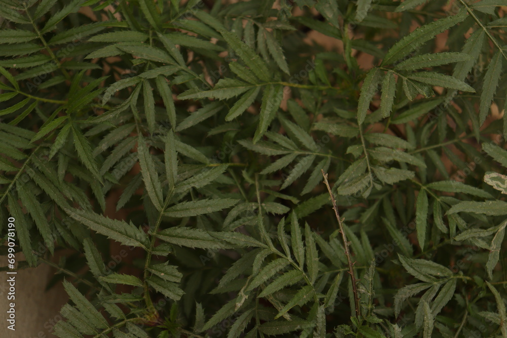 Plant leaves of Southern cone marigold or genda phool plant without the ...