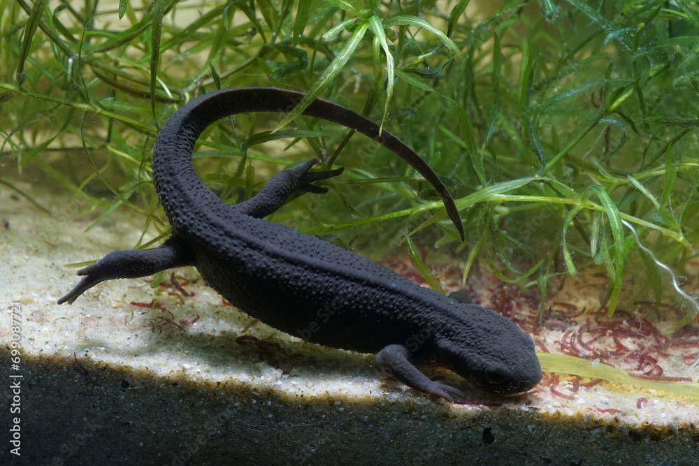 Closeup on a female Japanese fire-bellied newt, Cynops pyrrhogaster, in ...