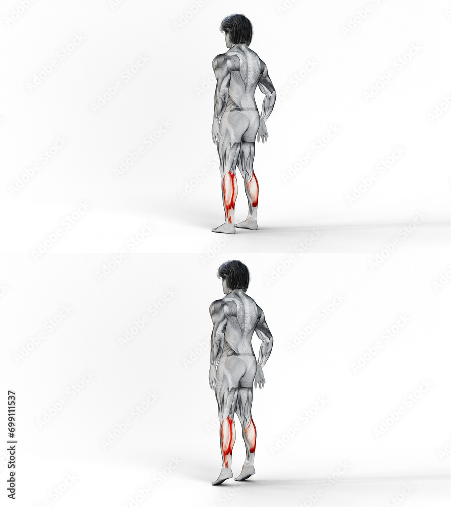 146 tiptoe. 3D Anatomy of fitness and bodybuilding. An outstanding ...