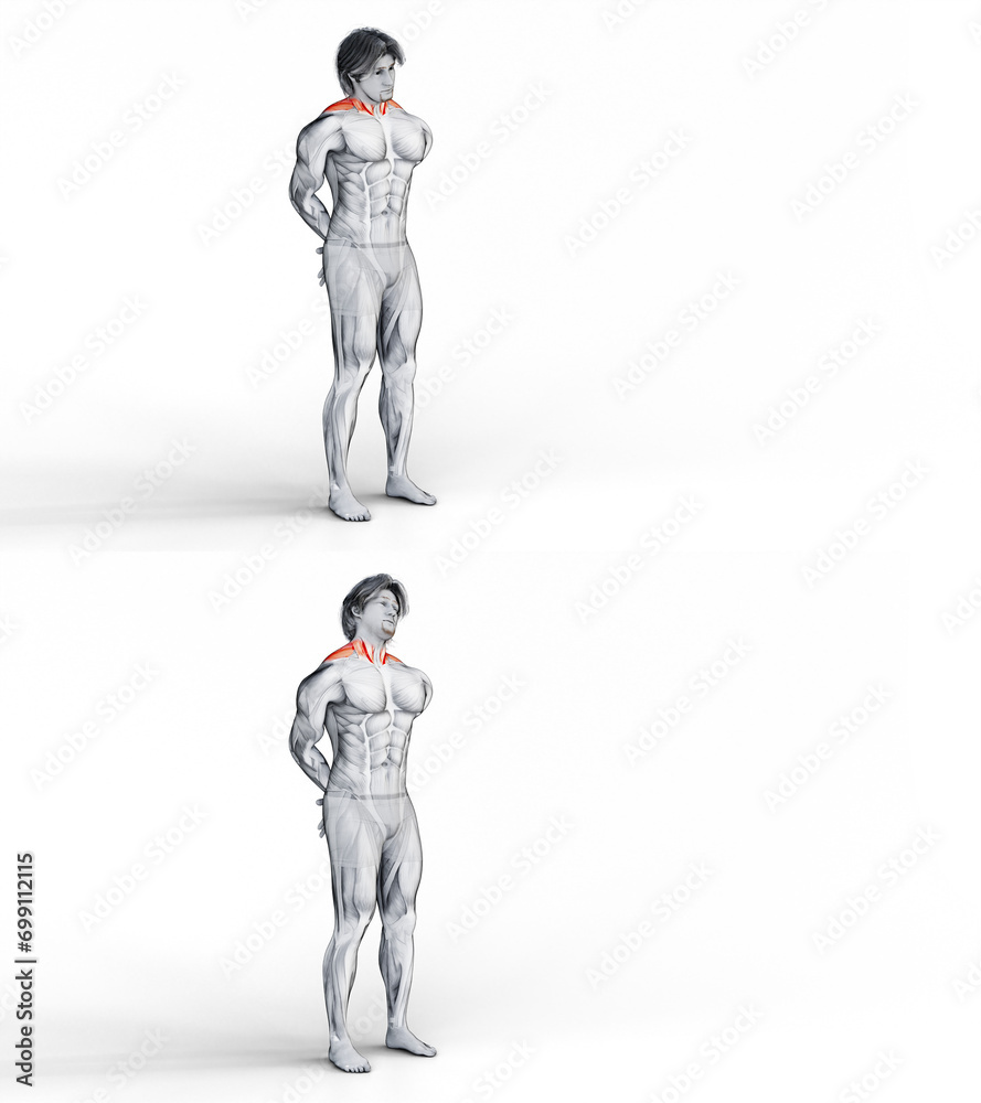 166 Neck Side Stretch. 3D Anatomy of fitness and bodybuilding. An ...