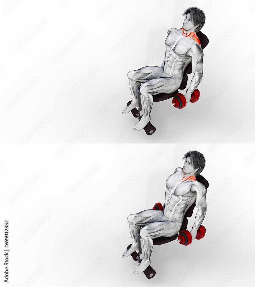 174 Dumbbell Incline Shrug. 3D Anatomy of fitness and bodybuilding. An ...