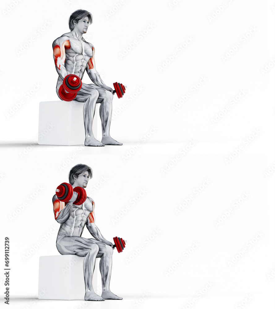 191 Dumbbell Seated Alternate Biceps Curl. 3D Anatomy of fitness and ...