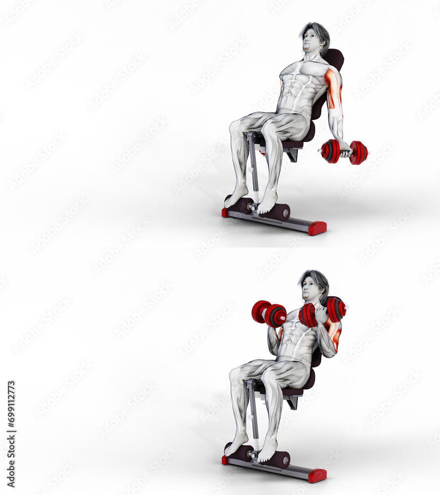 193 Dumbbell Incline Inner Biceps Curl. 3D Anatomy of fitness and ... 193 Dumbbell Incline Inner Biceps Curl. 3D Anatomy of fitness and ...