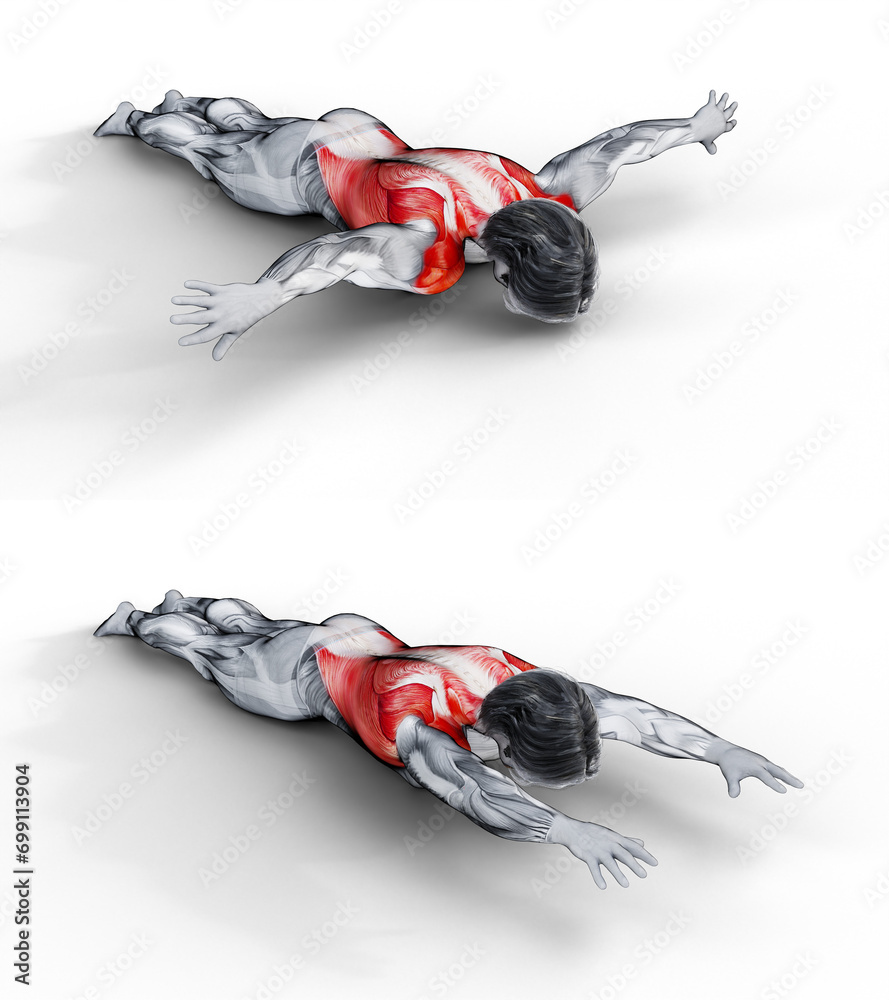 206 Lying Around the World. 3D Anatomy of fitness and bodybuilding. An ...