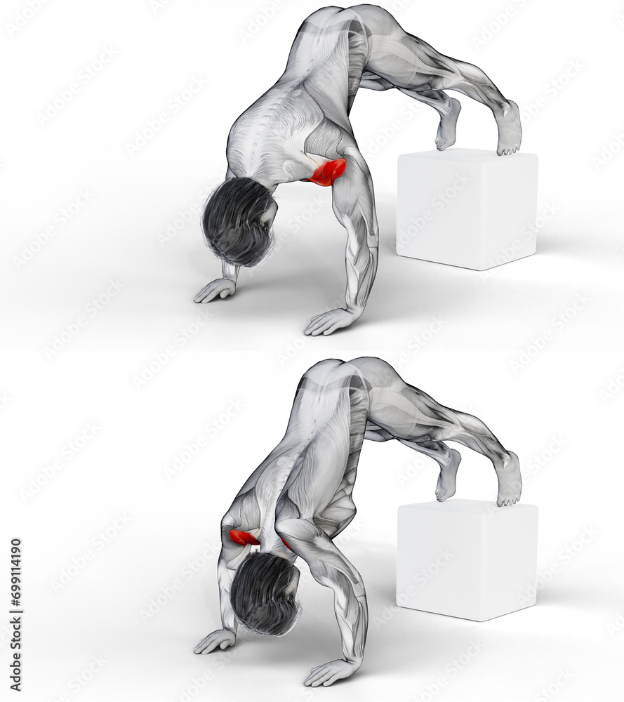 216 BodyWeight - Elevated Pike Shoulder Shrug. 3D Anatomy of fitness ...