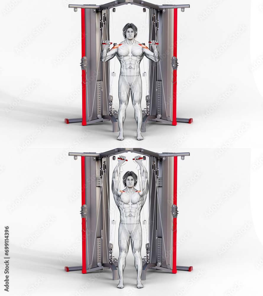 221 Shoulders- Cable Overhead Press. 3D Anatomy of fitness and ...