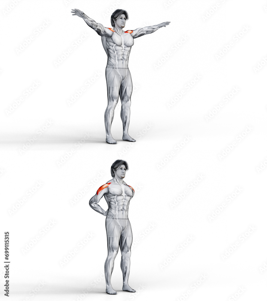 251 Shoulders- Yoga - Reverse Prayer. 3D Anatomy of fitness and ...