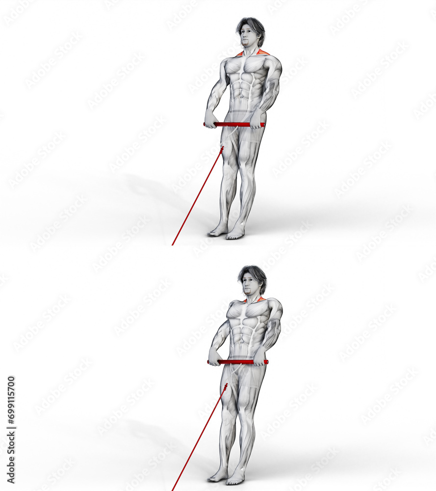 263 Traps - Cable Silverback Shrug. 3D Anatomy of fitness and ...