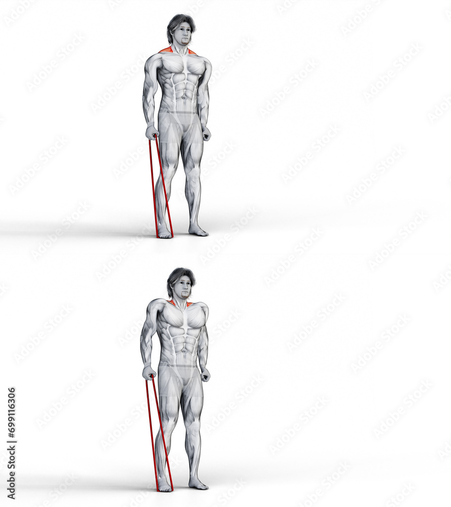 274 Traps - Band Shrug. 3D Anatomy of fitness and bodybuilding. An ...