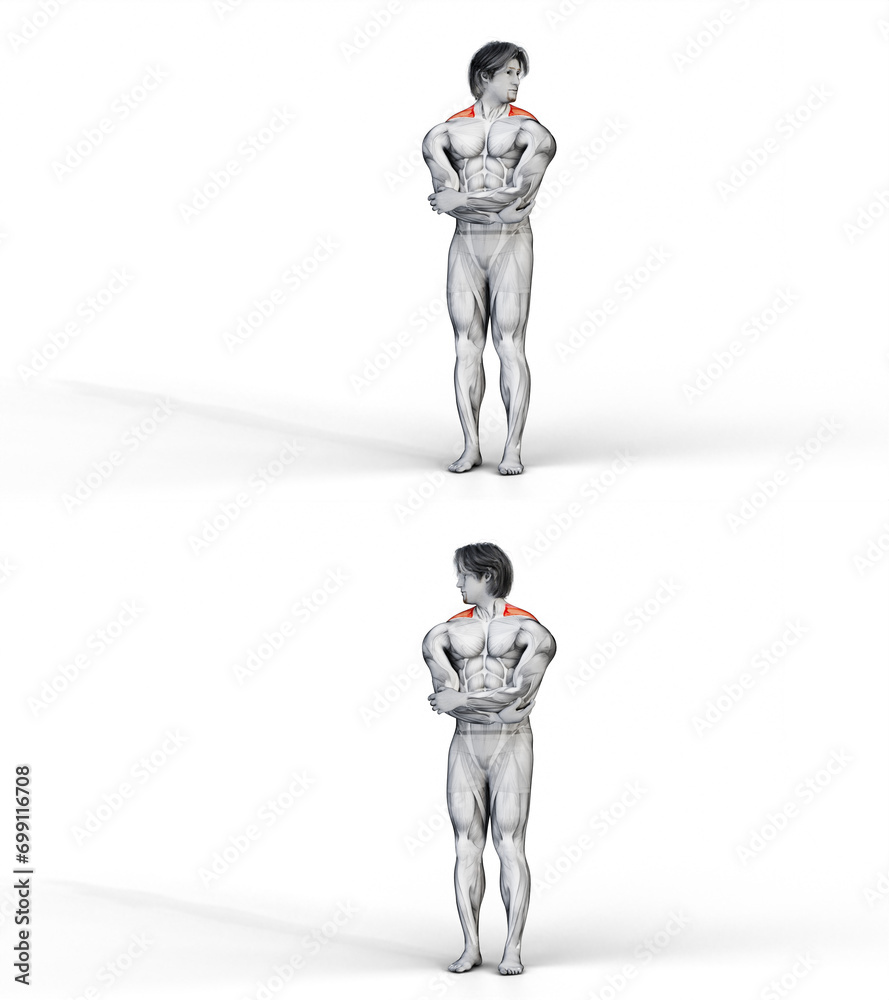 283 Traps - Yoga- Half Neck Rolls. 3D Anatomy of fitness and ...