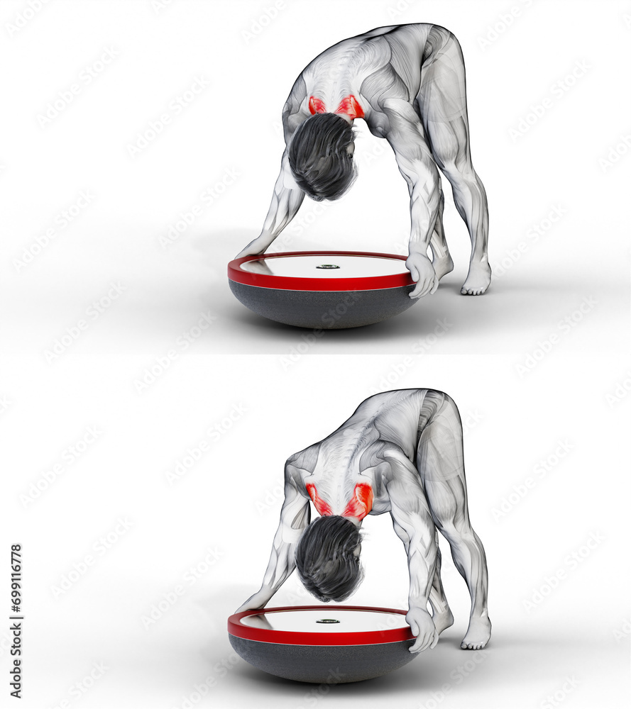 284 Traps - Bosu-Ball - Pike Shrug. 3D Anatomy of fitness and ...