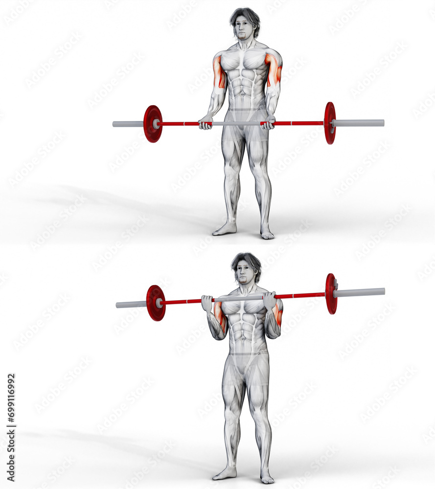 290 Biceps- Barbell Curl. 3D Anatomy of fitness and bodybuilding. An ...