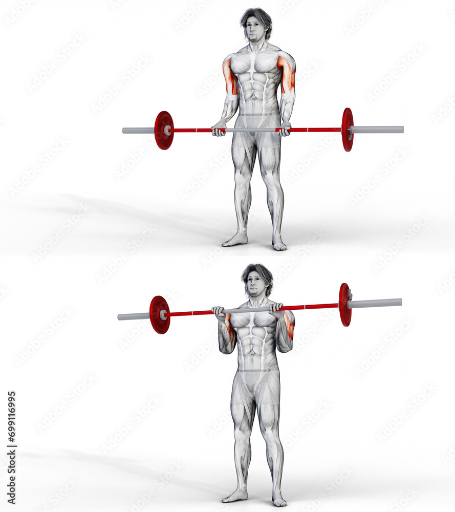 291 Biceps- Barbell Reverse Curl. 3D Anatomy of fitness and ...