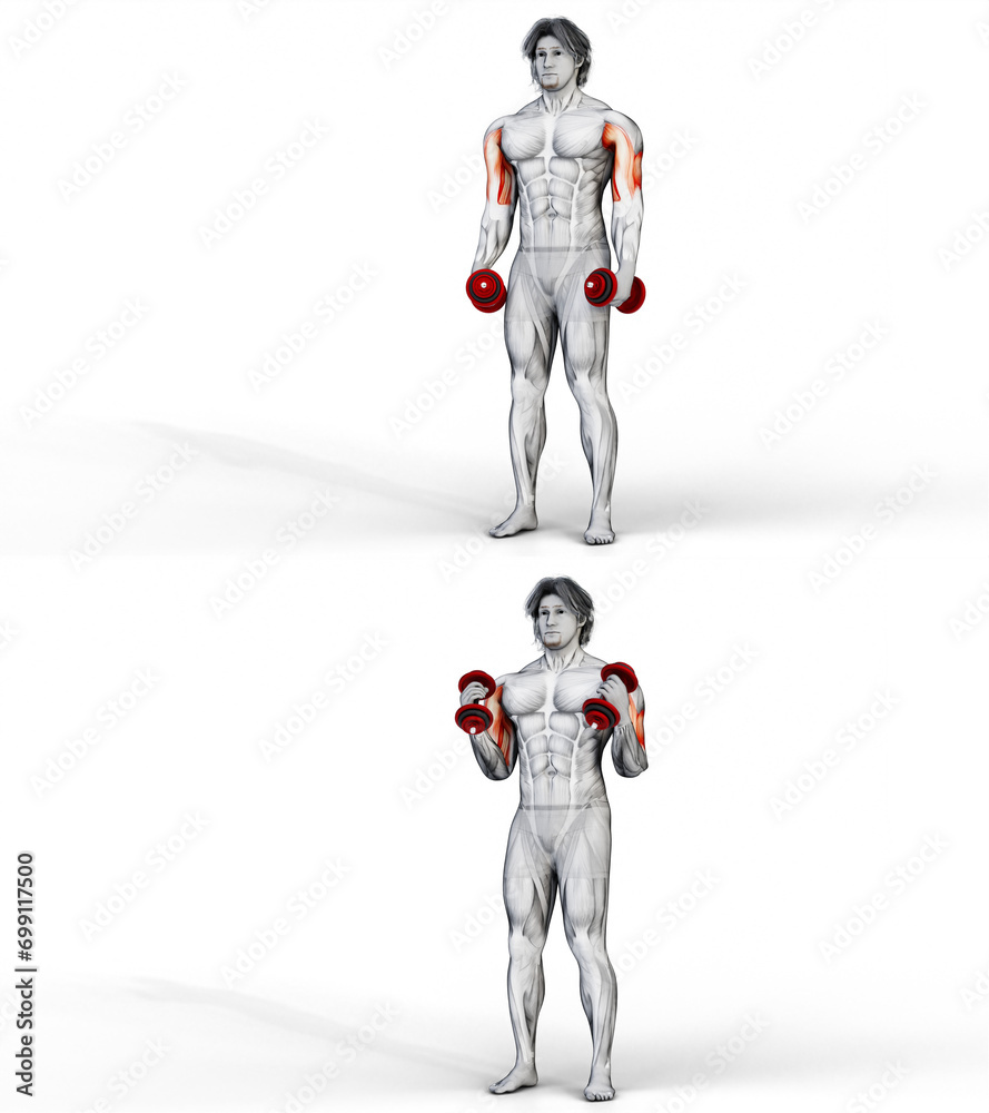 300 Biceps- Dumbbell Reverse Curl. 3D Anatomy of fitness and ...