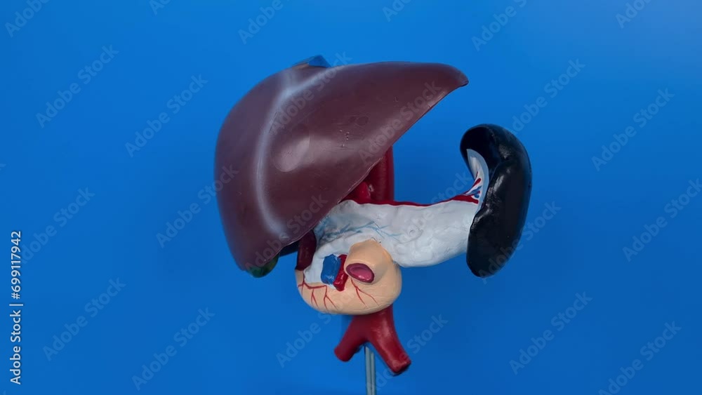 Human liver anatomy closeup. Realistic anatomy structure of liver organ ...