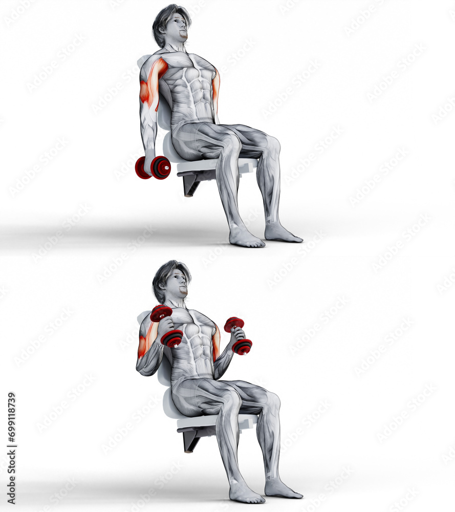 302 Biceps- Kettlebell Goblet Curl. 3D Anatomy of fitness and ...