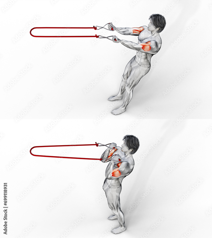 310 Biceps- TRX Curl. 3D Anatomy of fitness and bodybuilding. An ...