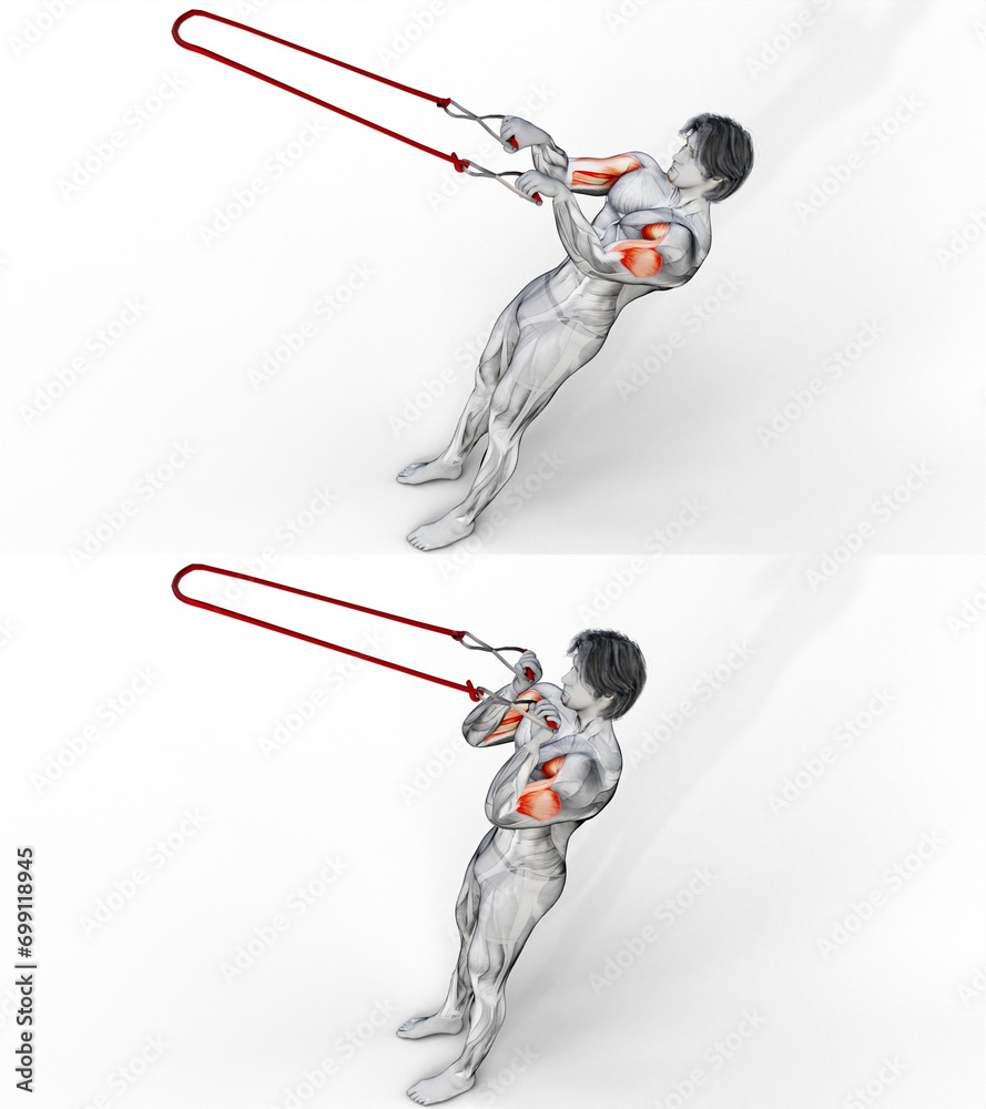 312 Biceps- TRX Reverse Curl. 3D Anatomy of fitness and bodybuilding ...