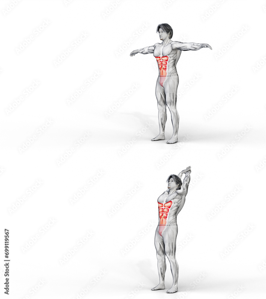 333 Abdominals Stretch Variation Two. 3D Anatomy of fitness and ...