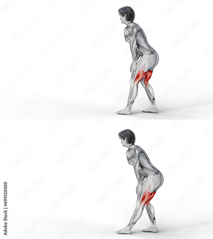 355 Hamstrings Stretch Variation Two. 3D Anatomy of fitness and ...