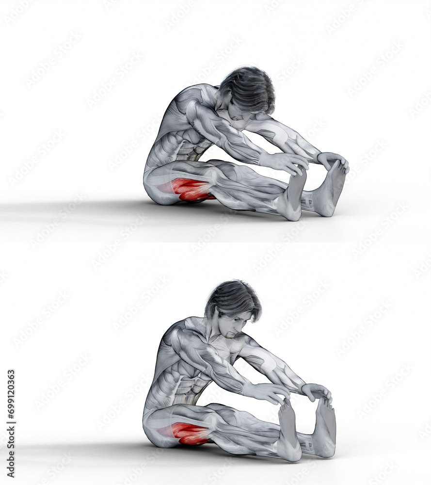 357 Hamstrings Stretch Variation Four. 3D Anatomy of fitness and ...