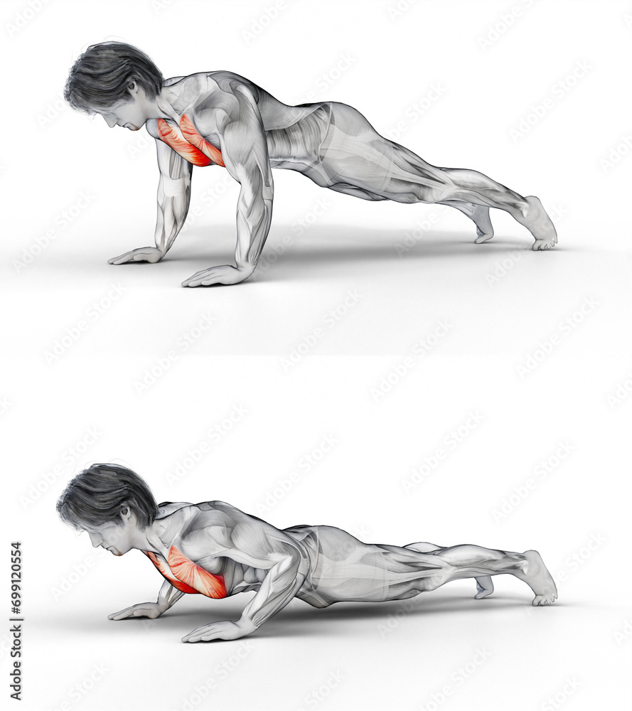 363 Chest-Bodyweight-Push Up. 3D Anatomy of fitness and bodybuilding ...
