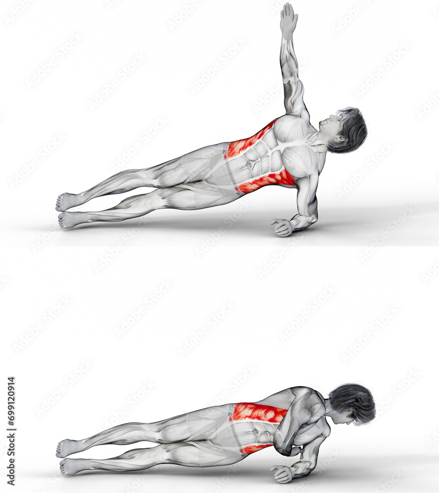 373 Obliques-Bodyweight-Side Plank Reach Through. 3D Anatomy of fitness ...
