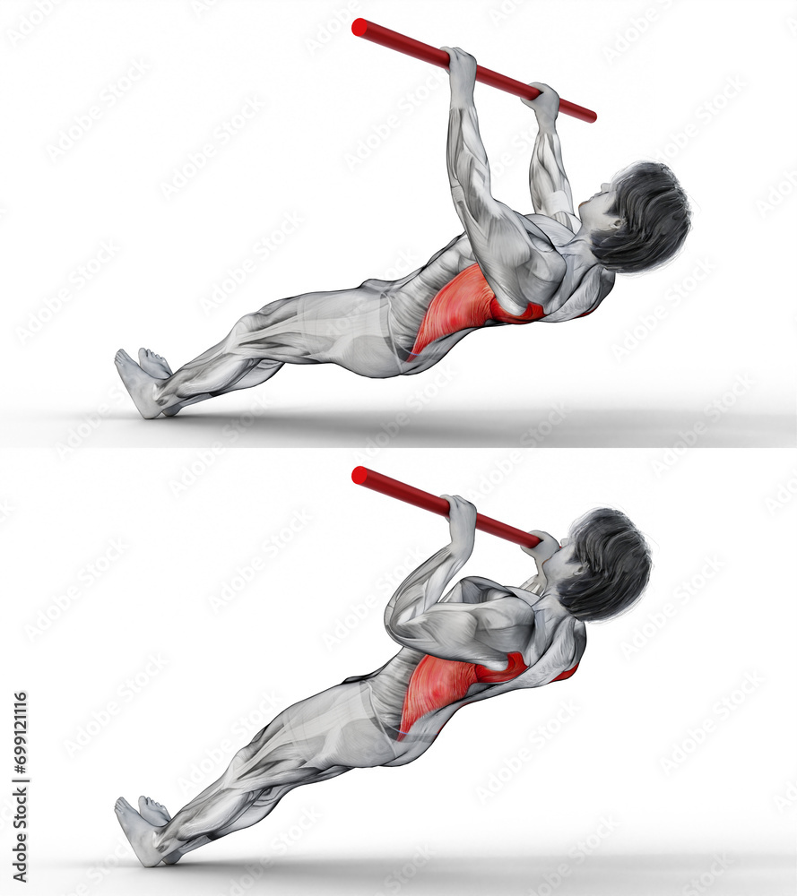 377 Lats-Bodyweight-Inverted Row. 3D Anatomy of fitness and ...