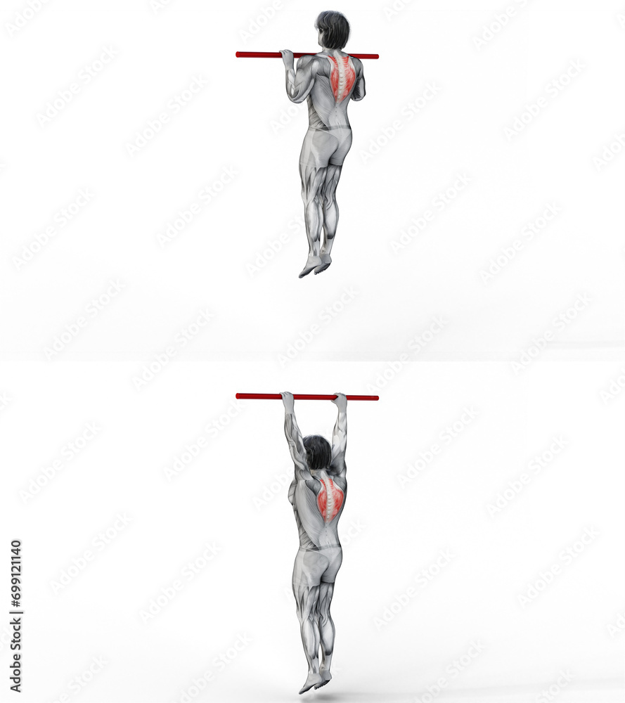 378 Traps (mid-back)-Bodyweight-Pull Ups. 3D Anatomy of fitness and ...