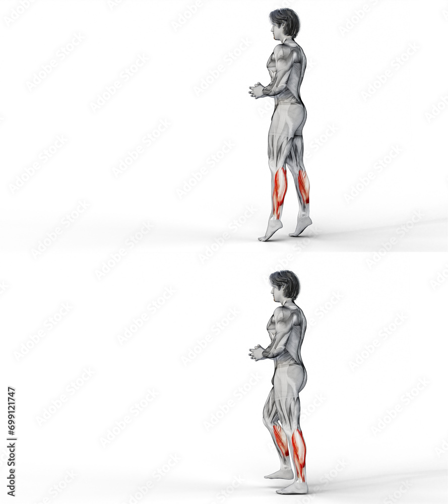 395 Calves- Bodyweight-Walking Calf Raises. 3D Anatomy of fitness and ...