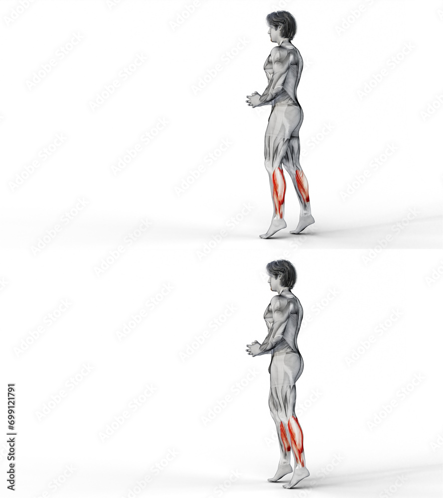 396 Calves- Bodyweight-Tip Toe Walking. 3D Anatomy of fitness and ...