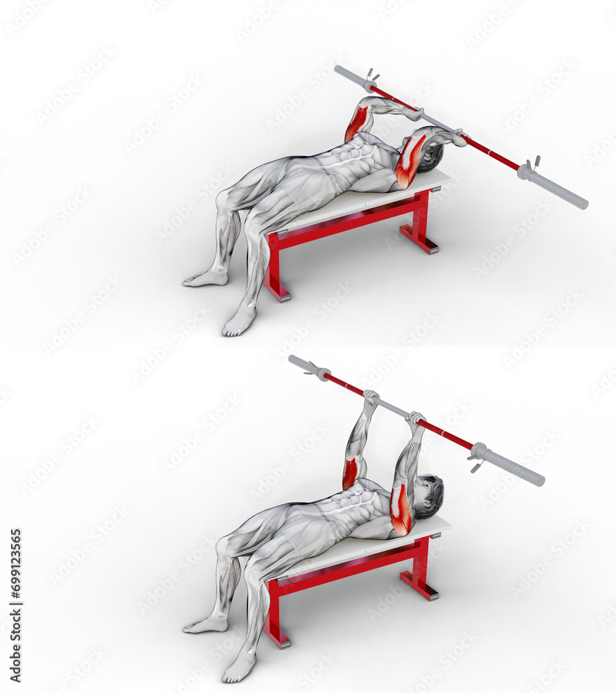 406 Triceps Barbell Laying Triceps Extensions. 3D Anatomy of fitness ...