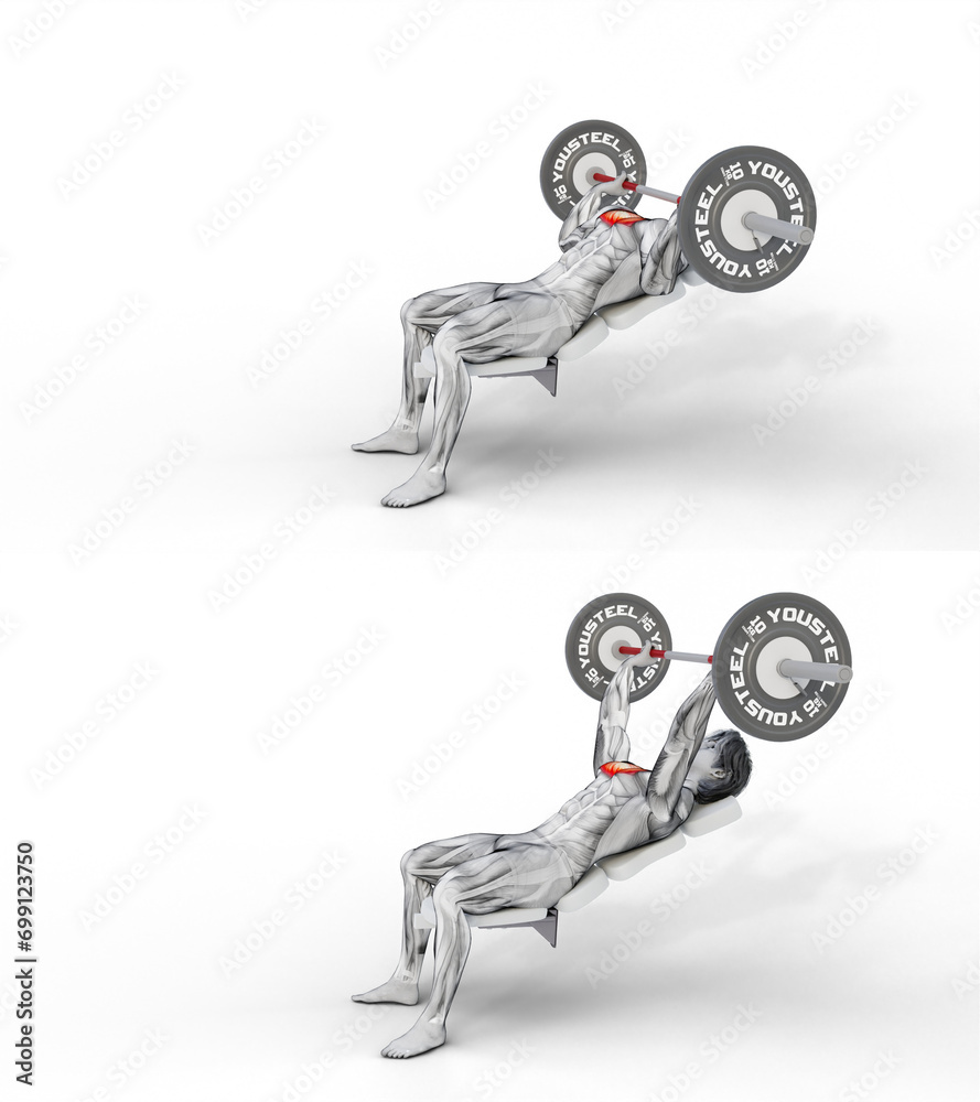 414 Chest-Barbell Incline Bench Press. 3D Anatomy of fitness and ...