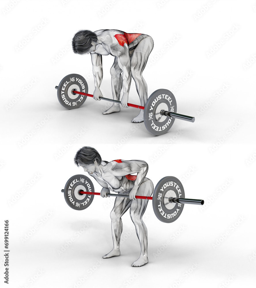 428 Lats-Barbell Pronated Pendlay Row. 3D Anatomy of fitness and ...