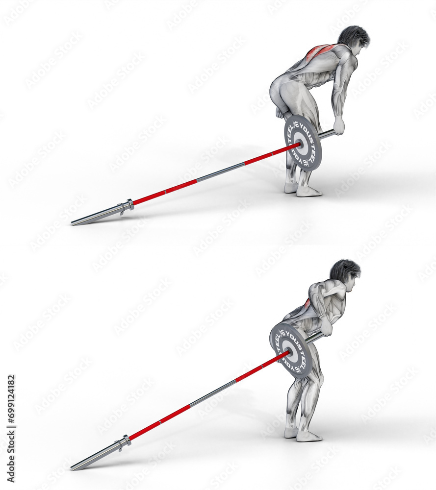 430 Traps (mid-back)-Barbell Landmine Row. 3D Anatomy of fitness and ...