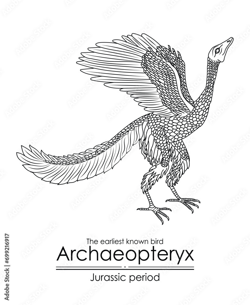 Archaeopteryx, the earliest known bird from the Jurassic period. Black ...