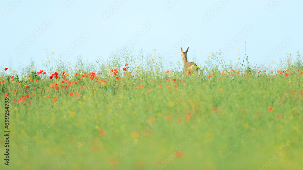 Back view of solitary roe deer stands alert amidst a spring meadow, its ...