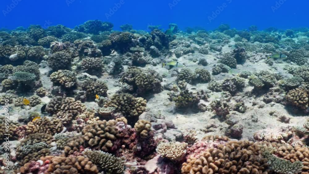 Spangled emperor (Bec de Canne) over the coral reef, filmed underwater ...