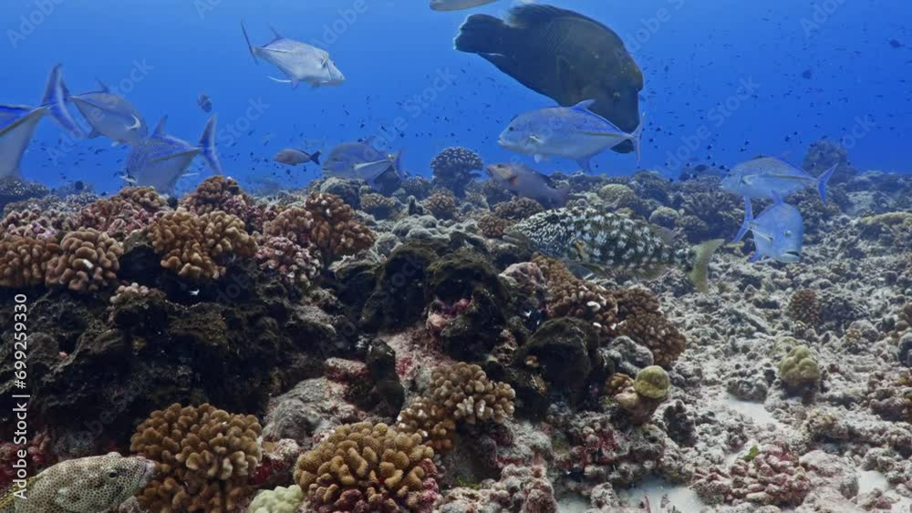 Humphead wrasse or giant wrasse (Napoleon) in the coral reef, filmed ...