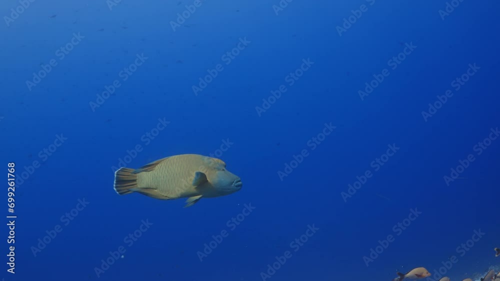 Humphead wrasse or giant wrasse (Napoleon) in the blue, filmed ...