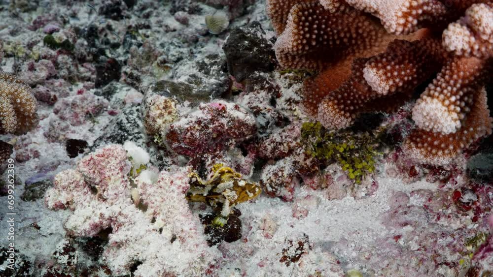 Leaf Fish in the coral reef, filmed underwater in the pass of Tiputa in ...